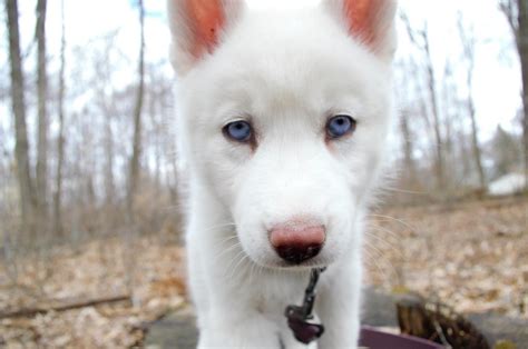White Siberian Husky Puppies Photo Wallpapers Images And Photos Finder