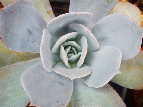 Echeveria Caly Argentea Suculentas