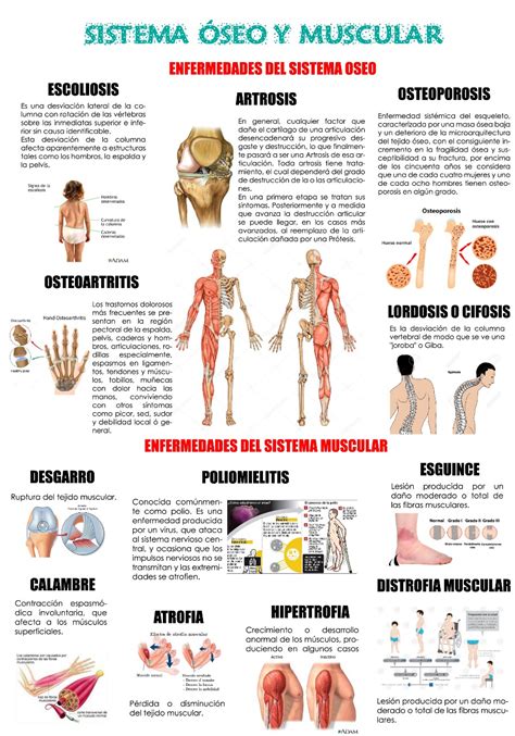 Guía completa del sistema muscular y óseo funciones y cuidados