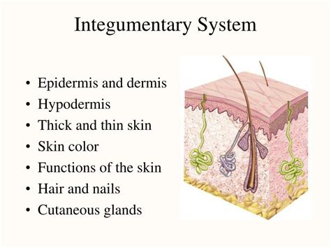 Ppt Ch Integumentary System The Skin And Its Parts