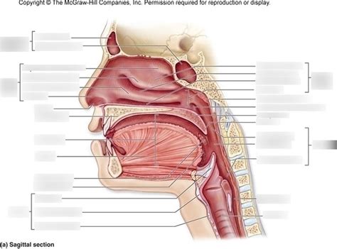 Upper Respiratory System Diagram Quizlet