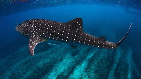 Día Internacional del Tiburón Ballena Cinco datos sobre el pez más