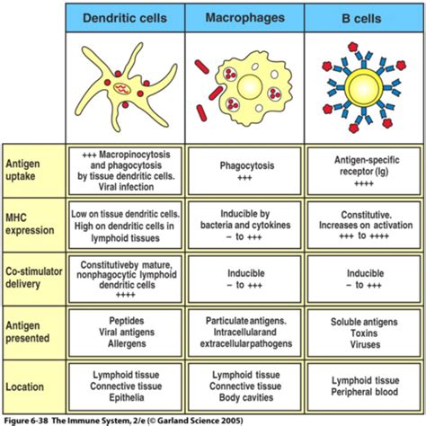 Immunology Adaptive Immune Response Flashcards Quizlet