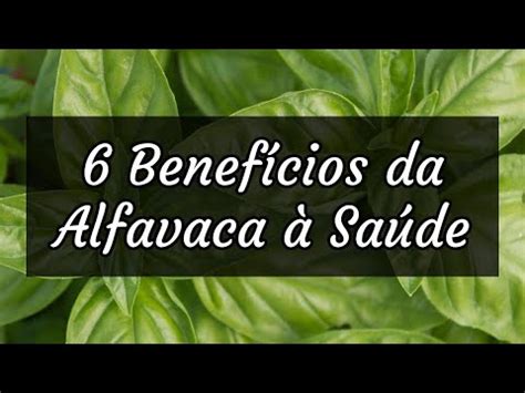 6 Benefícios da Alfavaca à Saúde YouTube