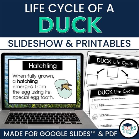 Life Cycle Of A Duck Eyfs