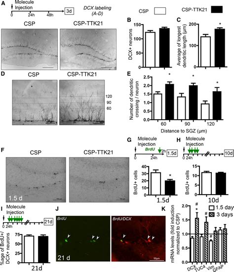 CSP TTK21 Stimulates The Maturation Step Of Adult Neurogenesis In The