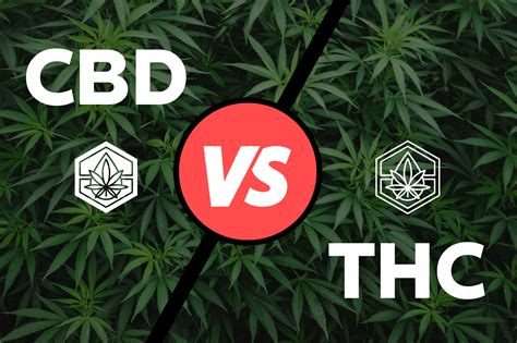 Comparaison entre le CBD et le THC quelles sont leurs différences et