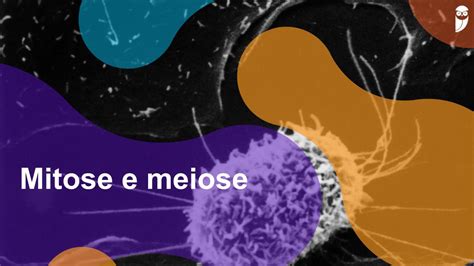 Mitose E Meiose O Que S O Diferen As E Import Ncia