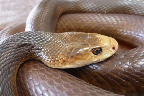 A Cobra Mais Venenosa Do Mundo Topbiologia
