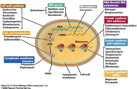 Pharmacology Antibiotics II Inhibit Cell Wall Synthesis Diagram Quizlet