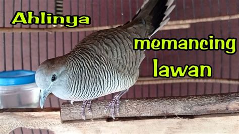 Perkutut Lokal Gacor Suara Besar Ahlinya Memancing Lawan Youtube