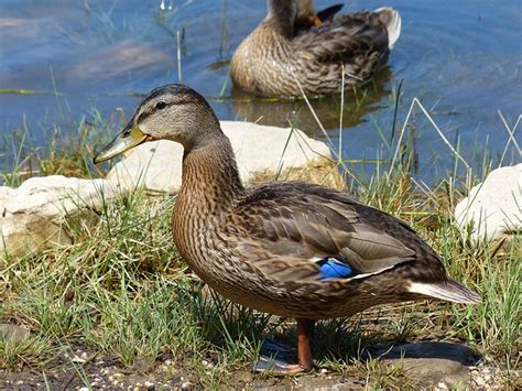 Kaczka Jezioro Natura Darmowe zdjęcie na Pixabay Pixabay
