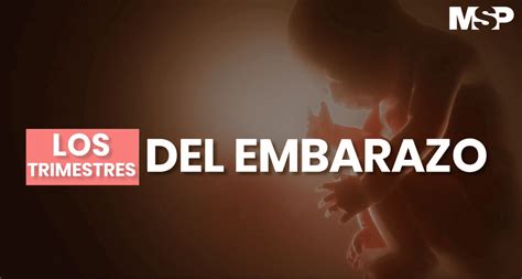 Las etapas del embarazo y el proceso de gestación MicrodocumentalMSP