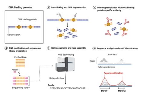 Techniques NC DNA Day Blog
