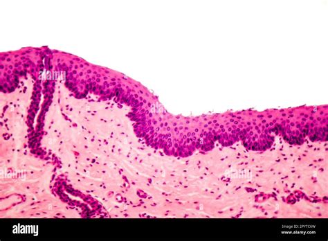 Epitelio Cuboidal Estratificado Microscopio Ptico Microscopio The
