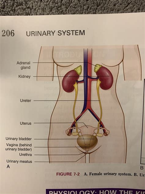 Female Urinary System Diagram Quizlet
