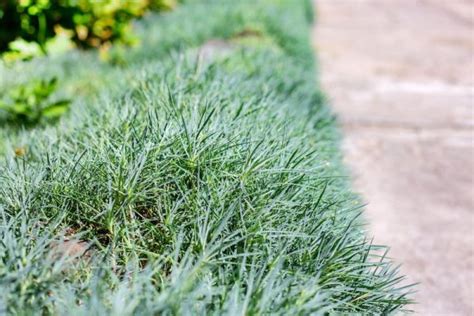 Low Maintenance Full Sun Plants For Australian Gardens Ultimate Backyard