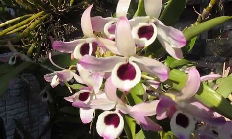 Orquídea olho de boneca saiba como cultivar essa espécie charmosa