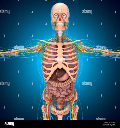 Human Anatomy For Medical Concept D Illustration Stock Photo Alamy