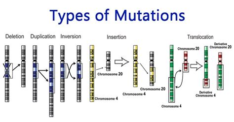 types of mutations