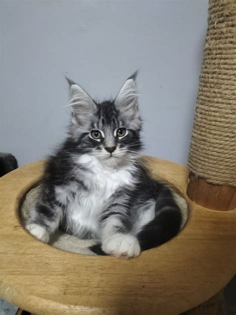 Kocur Maine Coon FPL Obroty OLX Pl