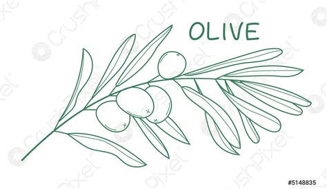 Olive Branch Vector In Doodle Sketch Style Ink Pencil Hand Stock