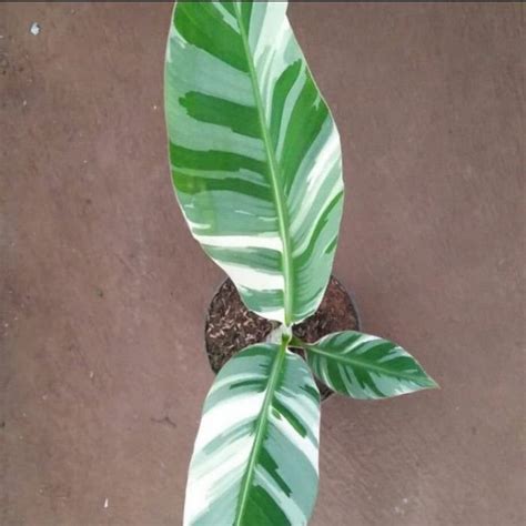 Pohon Pisang Varigata Dheanty Tanaman Nursery Tokopedia Plantas