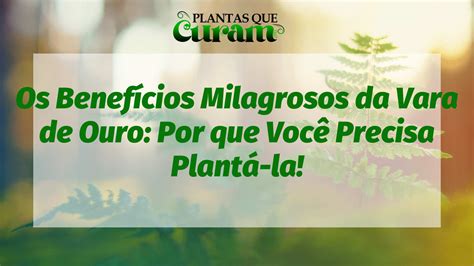 Os Benefícios Milagrosos da Vara de Ouro Por que Você Precisa Plantá la