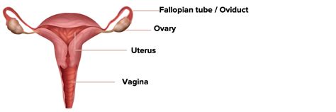 Correctly Label The Parts Of The Female Reproductive System