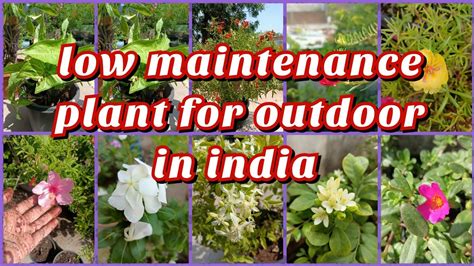 Low Maintenance Outdoor Plants In India YouTube