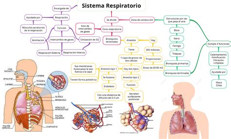 Anatomia Del Sistema Respiratorio