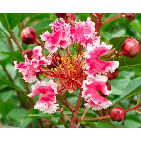 Semillas Árbol de Júpiter Lagerstroemia Indica