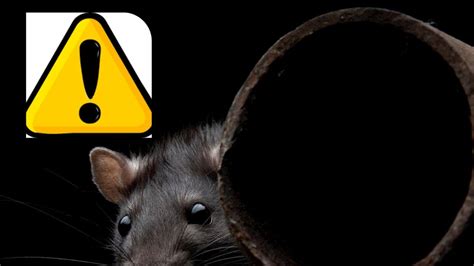Cuidado Esta rata podría estar en tu casa causarte enfermedades y