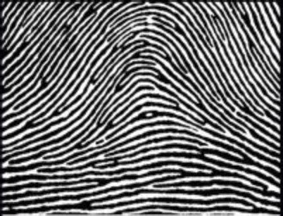 Forensic Fingerprints Study Guide Flashcards Quizlet