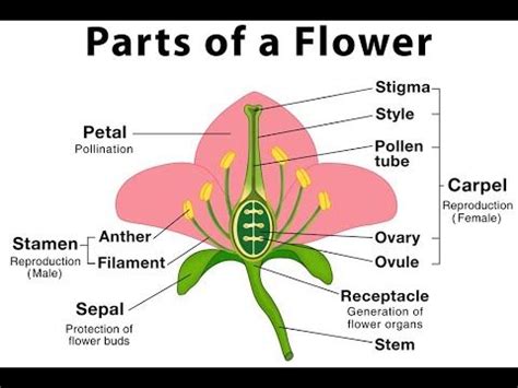 Parts Of A Flower Labeled In English