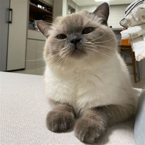 Pin On CATS
