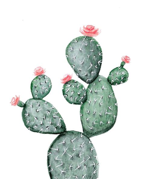 Prickly Pear Flower Drawing