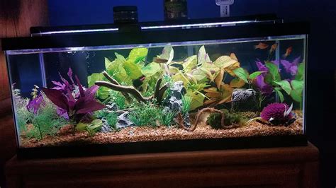 How Long Is A 20 Gallon Aquarium Fishn Addiction