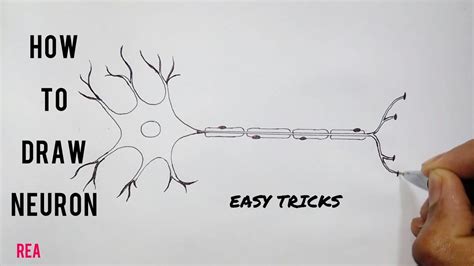 How To Draw Neuron Unit Of Nervous Tissue YouTube