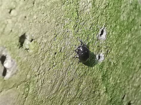Käfer alle Coleoptera indet 2 Käfer alle Coleopt Flickr
