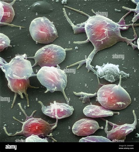 Blood Platelets Coloured Scanning Electron Micro Graph SEM Of