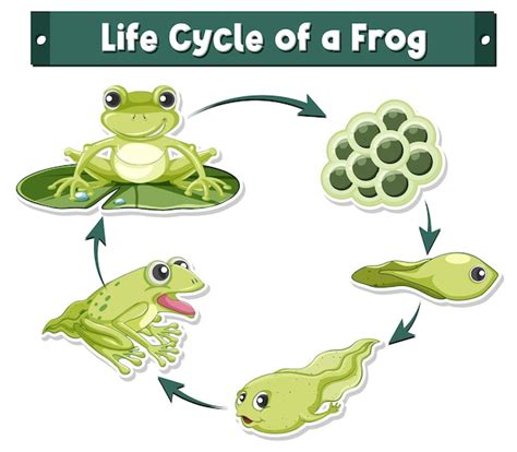 Diagrama Do Ciclo De Vida Do Sapo Vetor Gr Tis