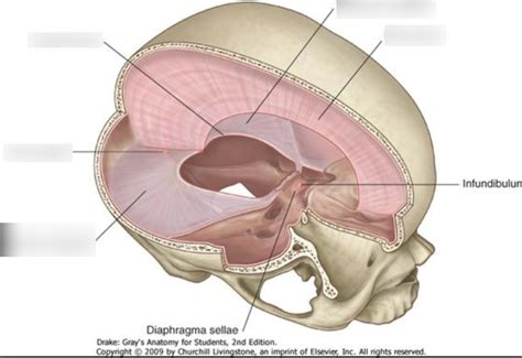 Folds Of The Meningeal Dura Mater Copy Diagram Quizlet