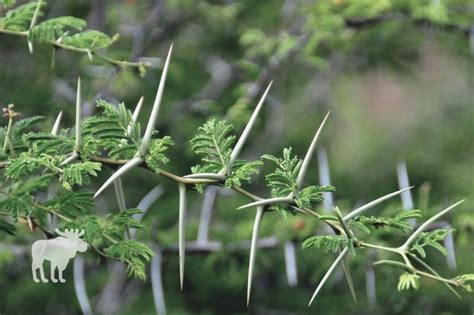 What Are Acacia Trees Used For Forest Wildlife