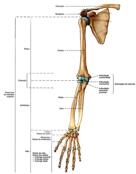 Anatomia Online Ossos Do Membro Superior Med Maquina Anatomia Dos