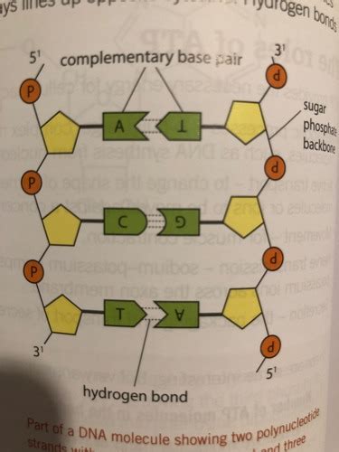 Nucleotides And Structure Of Nucleic Acids Flashcards Quizlet