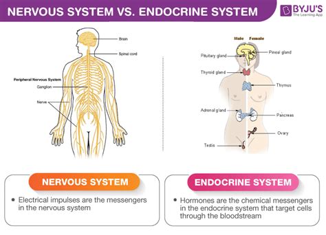 Endocrine System Differ From The Nervous System In Terms Of
