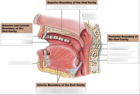 Boundaries Of Oral Cavity Diagram Quizlet