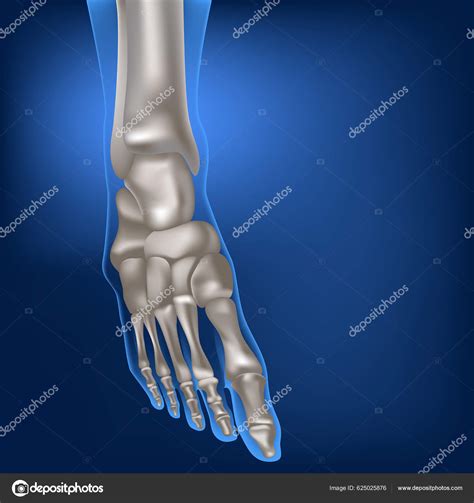 Estructura Del Pie Humano Anatomía Los Huesos Del Pie Renderizado