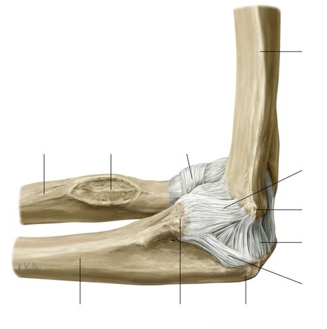 The Capsule And Ligaments Of The Right Elbow Joint In Flexion